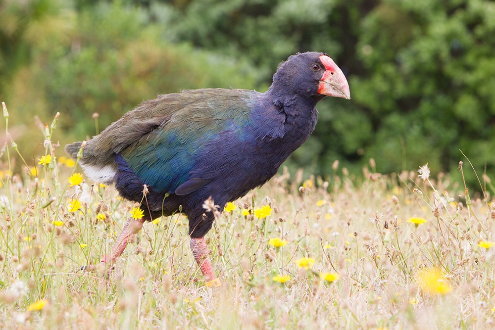 NATIVE WILDLIFE OF NEW ZEALAND @ Laurie Ross