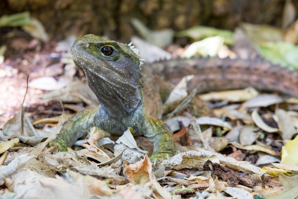 NATIVE WILDLIFE OF NEW ZEALAND @ Laurie Ross