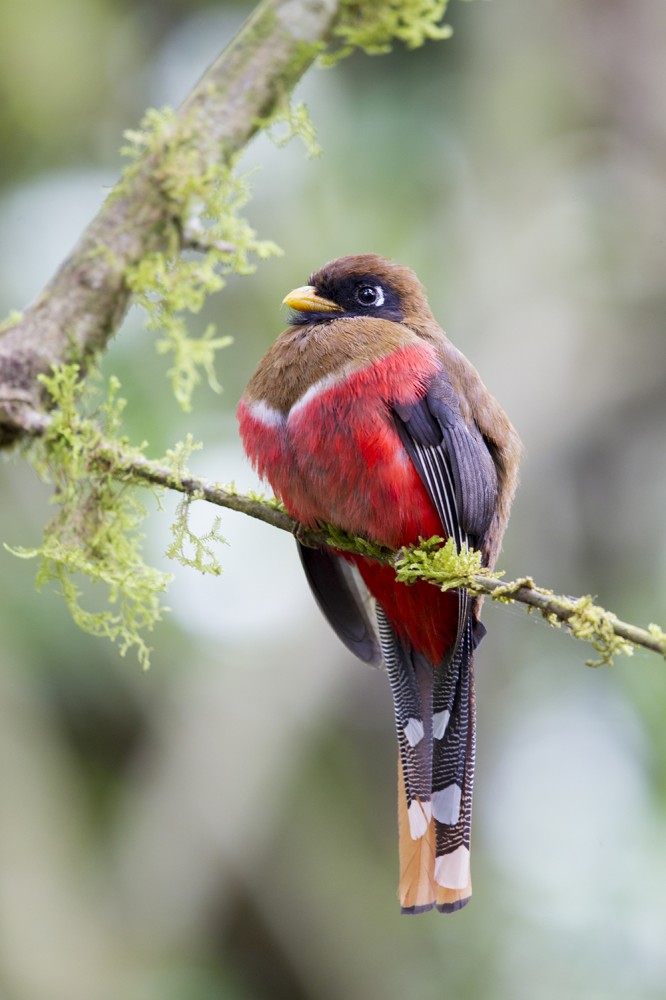 TANDAYAPA BIRD LODGE & SURROUNDS | Quality Australian Bird Photos ...