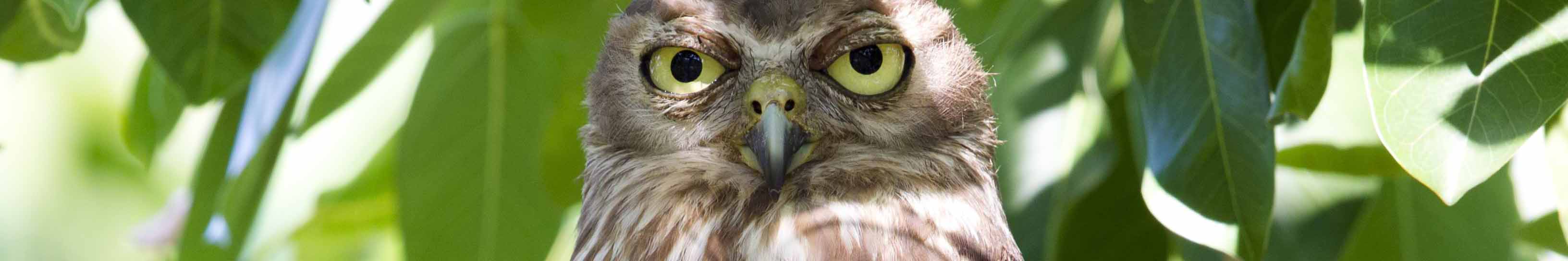 GUIDE TO FINDING BIRDS AROUND DARWIN | Quality Australian Bird Photos ...