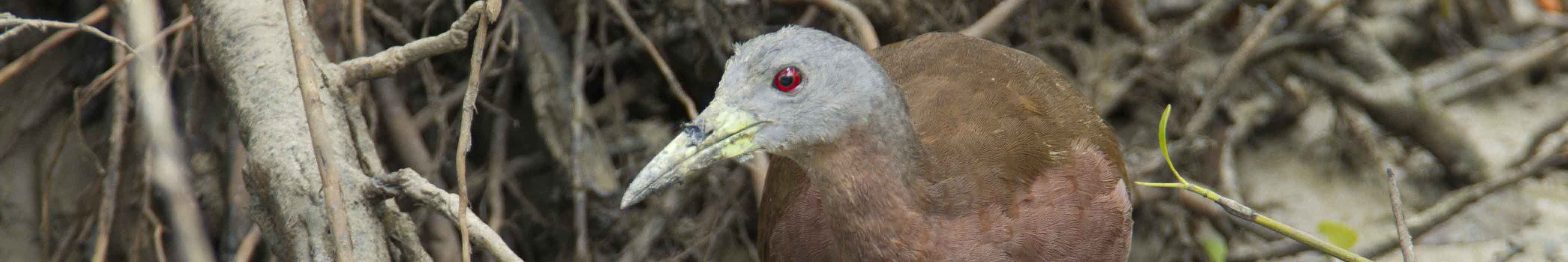 GUIDE TO FINDING BIRDS AROUND DARWIN | Quality Australian Bird Photos ...