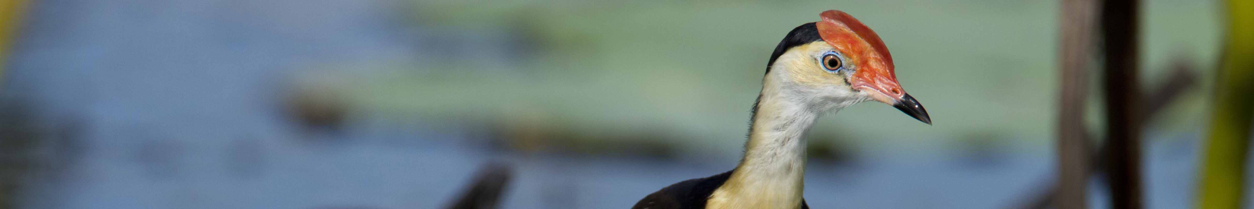 GUIDE TO FINDING BIRDS AROUND DARWIN | Quality Australian Bird Photos ...