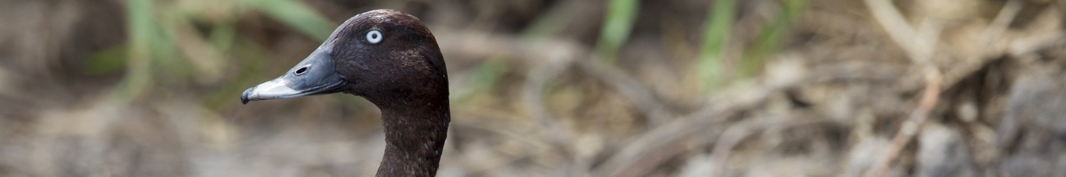 GUIDE TO FINDING BIRDS AROUND DARWIN | Quality Australian Bird Photos ...