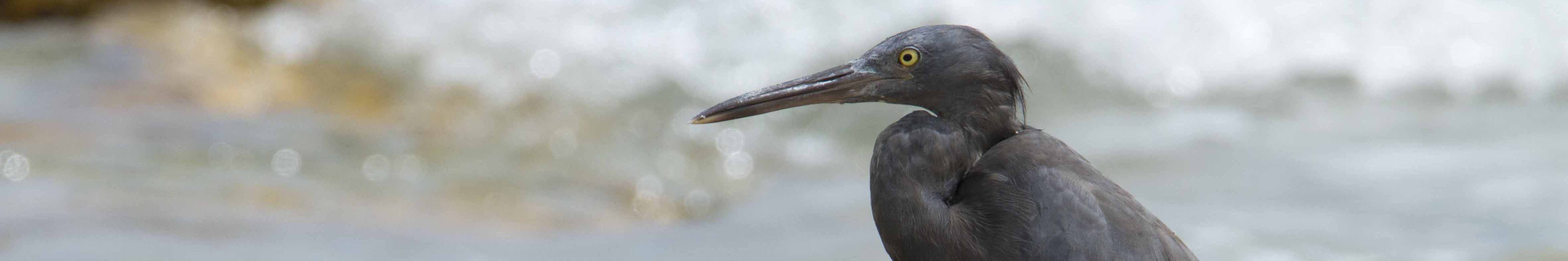 GUIDE TO FINDING BIRDS AROUND DARWIN | Quality Australian Bird Photos ...