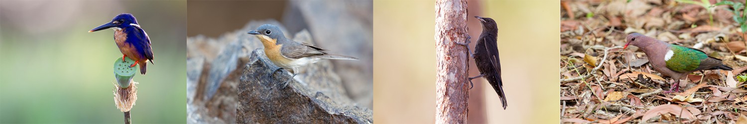 GUIDE TO FINDING BIRDS AROUND DARWIN | Quality Australian Bird Photos ...