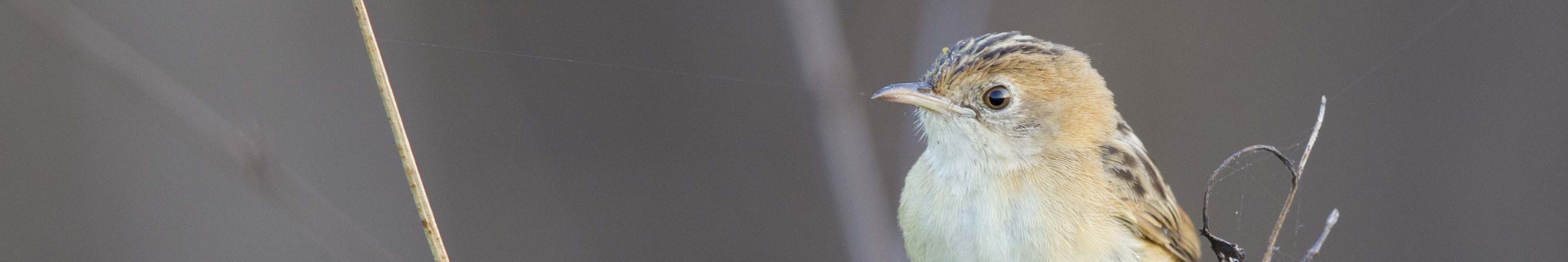 GUIDE TO FINDING BIRDS AROUND DARWIN | Quality Australian Bird Photos ...