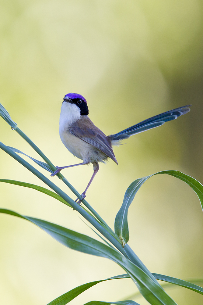 Laurie Ross Bird & Nature Photography | Bird & Nature Photography from ...