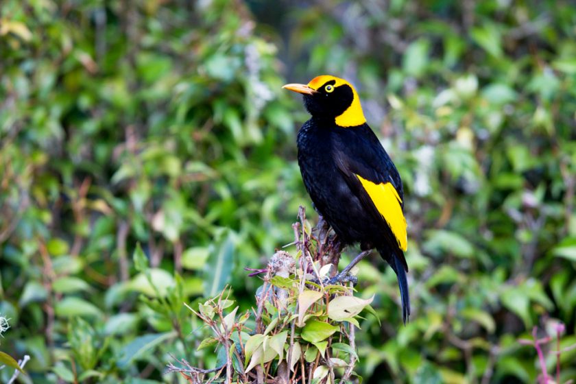 BOWERBIRDS OF SOUTH EAST QUEENSLAND | Quality Australian Bird Photos ...