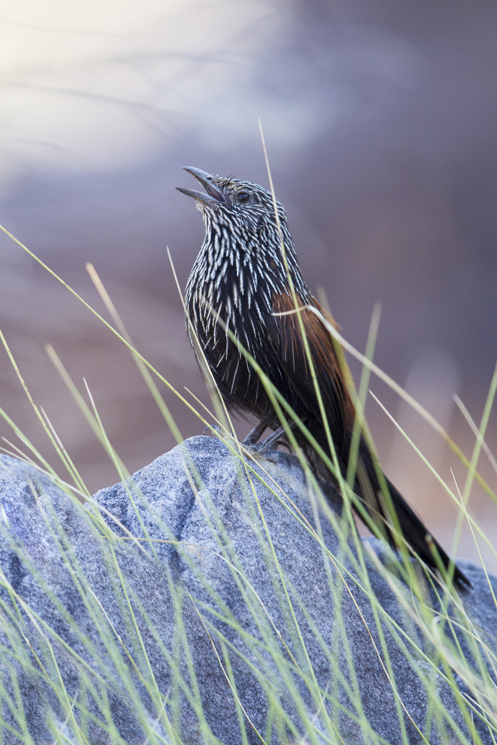 Laurie Ross Bird & Nature Photography | Bird & Nature Photography from ...