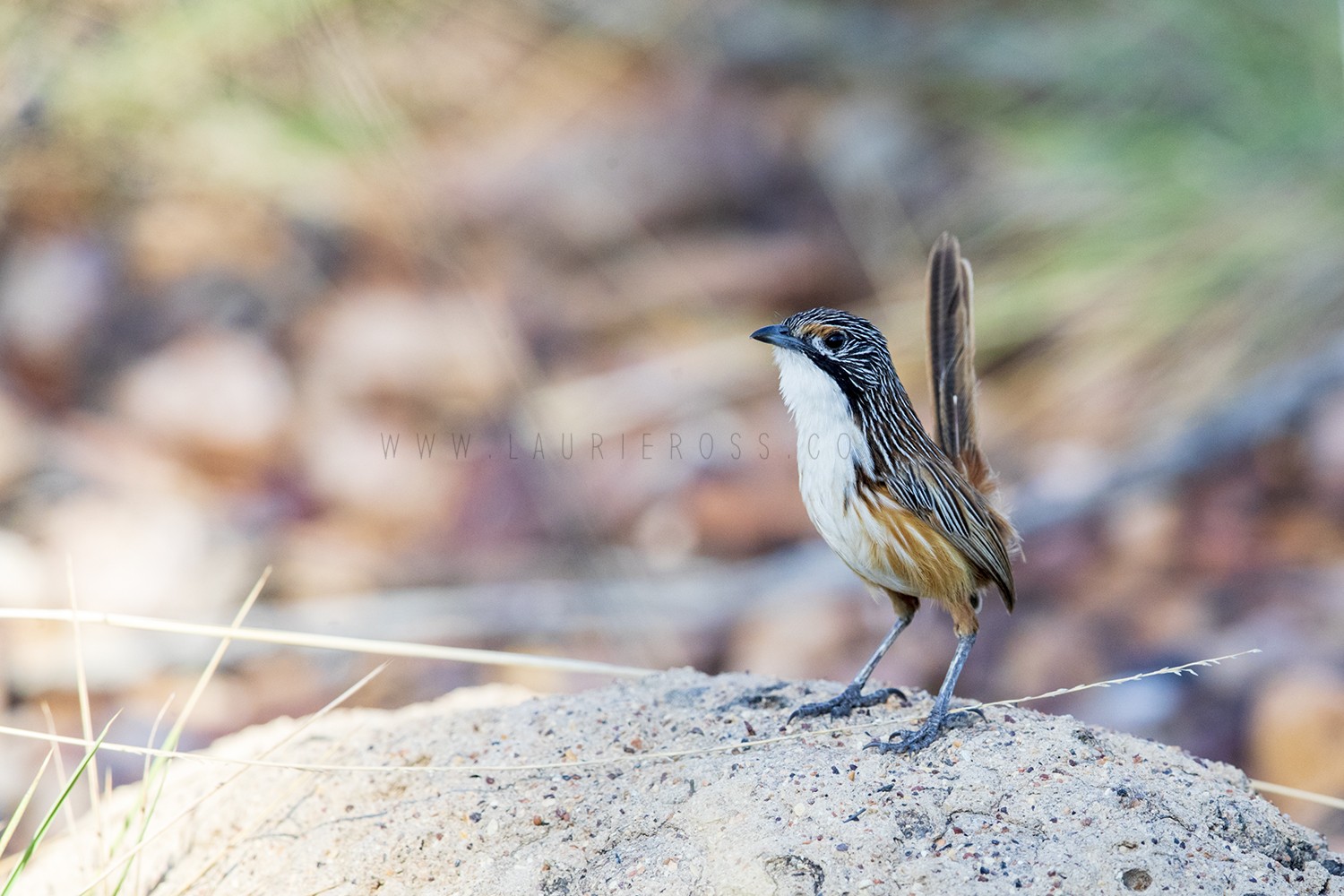 Australian Bird Photography by Laurie Ross | Australian Bird Photography