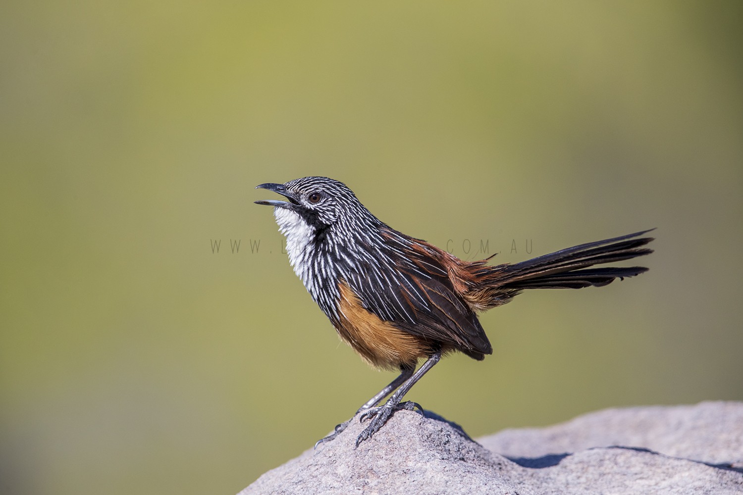 Australian Bird Photography by Laurie Ross | Australian Bird Photography